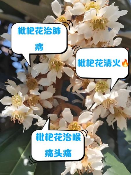 枇杷花泡水喝的功效与禁忌_枇杷花适合什么人喝-第2张图片-山城妙识