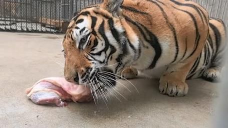 虎肉能吃吗_吃虎肉犯法吗-第3张图片-山城妙识 虎肉能吃吗_吃虎肉犯法吗-第3张图片-山城妙识