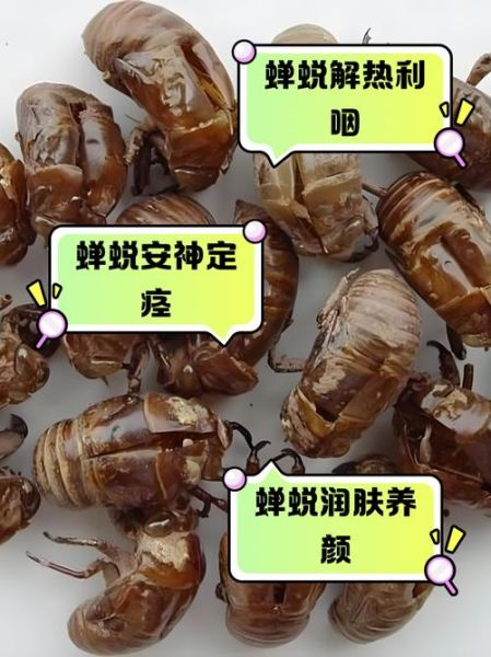 知了的功效与作用_知了壳有什么药用价值-第2张图片-山城妙识