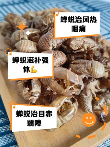 知了的功效与作用_知了壳有什么药用价值-第3张图片-山城妙识