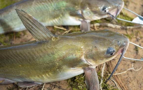黄鲶鱼图片大全_黄鲶鱼怎么分辨公母-第1张图片-山城妙识