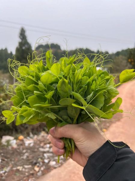 豌豆尖尖网络技术有限公司怎么样_豌豆尖尖SEO外包靠谱吗-第1张图片-山城妙识