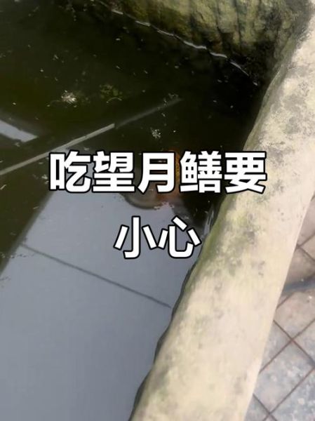 望月鳝有毒吗_为什么不能吃-第2张图片-山城妙识