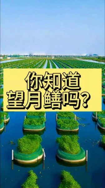 望月鳝有毒吗_为什么不能吃-第1张图片-山城妙识