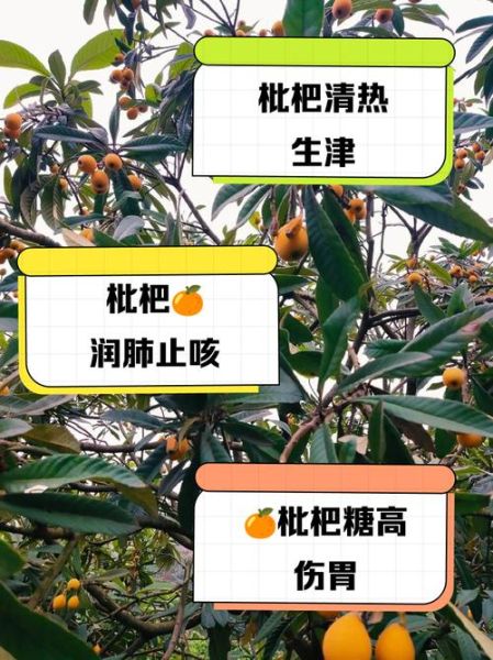 枇杷是热性还是凉性_枇杷吃多了会上火吗-第1张图片-山城妙识 枇杷是热性还是凉性_枇杷吃多了会上火吗-第1张图片-山城妙识