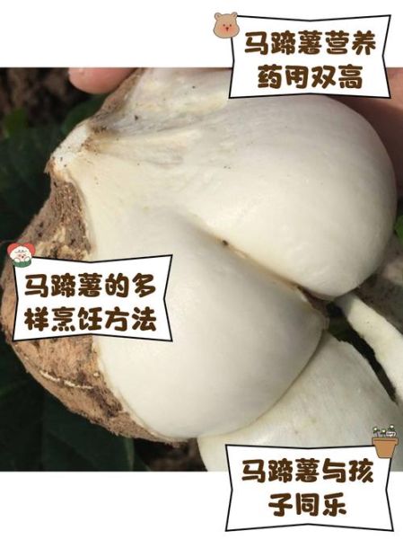 荸荠真的能抗癌吗_癌症自愈案例解析-第2张图片-山城妙识