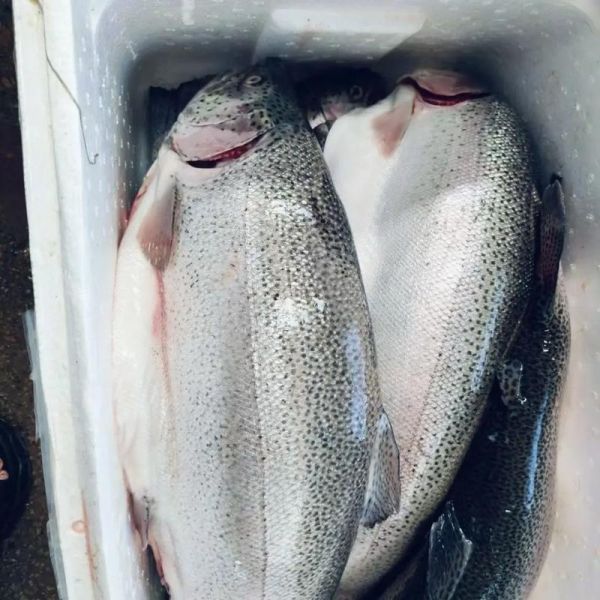 进口三文鱼价格_多少钱一斤-第2张图片-山城妙识 进口三文鱼价格_多少钱一斤-第2张图片-山城妙识