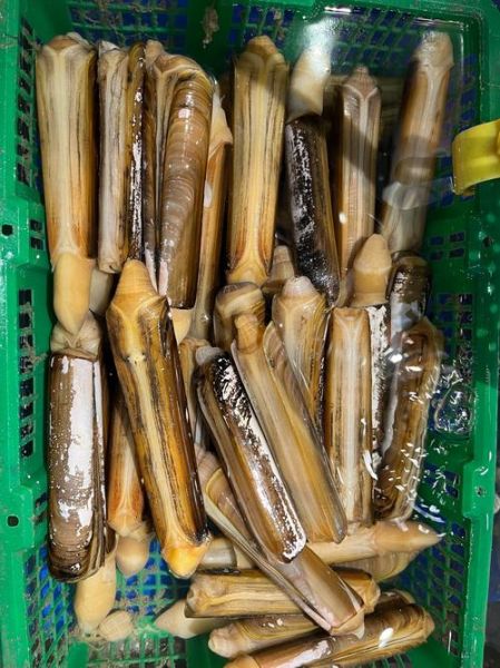 蛏子多少钱一斤2021_蛏子价格为什么波动大-第1张图片-山城妙识