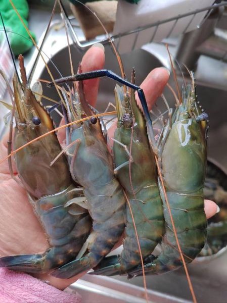 大头虾是海虾还是河虾_大头虾图片怎么分辨-第1张图片-山城妙识 大头虾是海虾还是河虾_大头虾图片怎么分辨-第1张图片-山城妙识