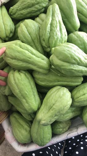 各种瓜图片大全大图_高清无水印怎么找-第1张图片-山城妙识