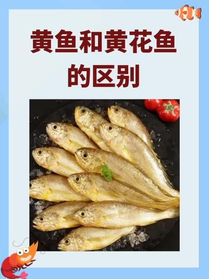 黄鱼和黄花鱼的区别_哪种更好吃-第2张图片-山城妙识 黄鱼和黄花鱼的区别_哪种更好吃-第2张图片-山城妙识