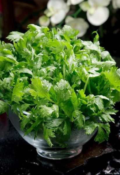 芹菜图片大全大图_芹菜高清图鉴-第3张图片-山城妙识