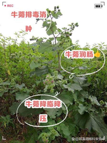 牛蒡的功效与作用_牛蒡怎么吃最好-第2张图片-山城妙识 牛蒡的功效与作用_牛蒡怎么吃最好-第2张图片-山城妙识