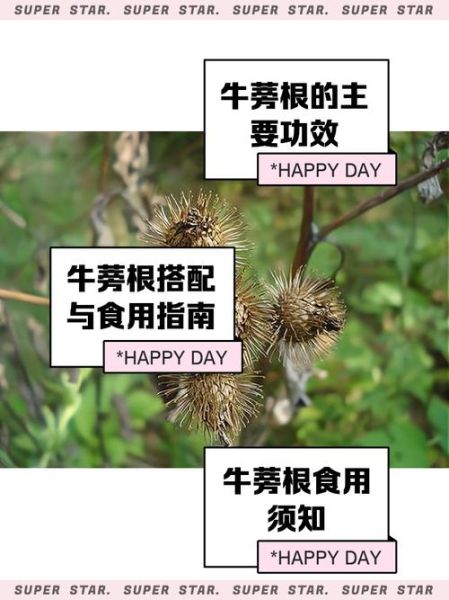 牛蒡的功效与作用_牛蒡怎么吃最好-第1张图片-山城妙识 牛蒡的功效与作用_牛蒡怎么吃最好-第1张图片-山城妙识