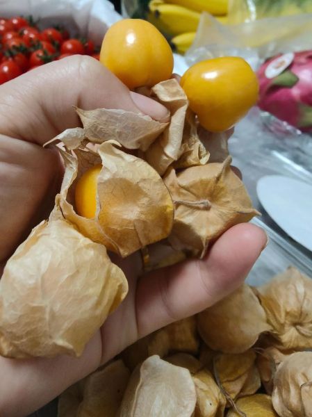 野生姑娘果长什么样_野生姑娘果能吃吗-第1张图片-山城妙识