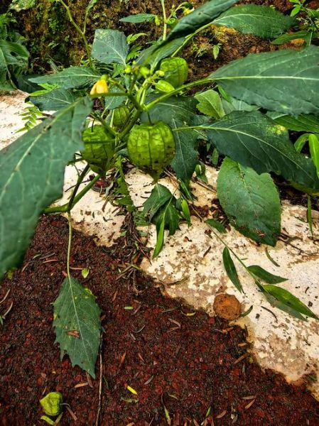 野生姑娘果长什么样_野生姑娘果能吃吗-第3张图片-山城妙识