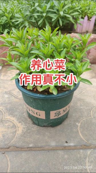 救心菜怎么吃_救心菜有哪些家常做法-第1张图片-山城妙识 救心菜怎么吃_救心菜有哪些家常做法-第1张图片-山城妙识