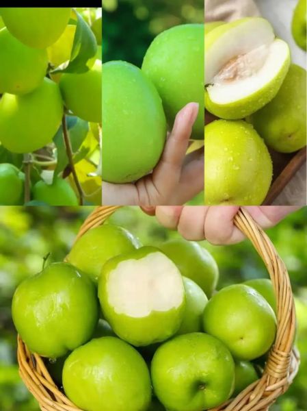 蜜枣儿拼音怎么读_蜜枣儿正确发音方法-第3张图片-山城妙识