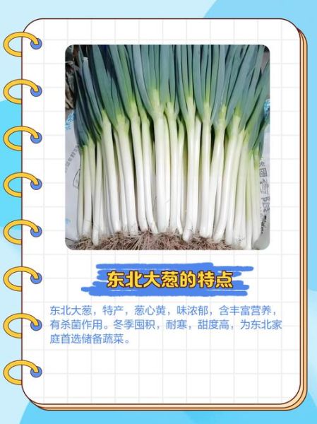 东北大葱图片_东北大葱和普通葱的区别-第1张图片-山城妙识