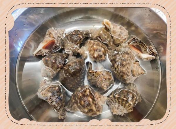 海螺怎么吃东西_海螺进食方式揭秘-第3张图片-山城妙识