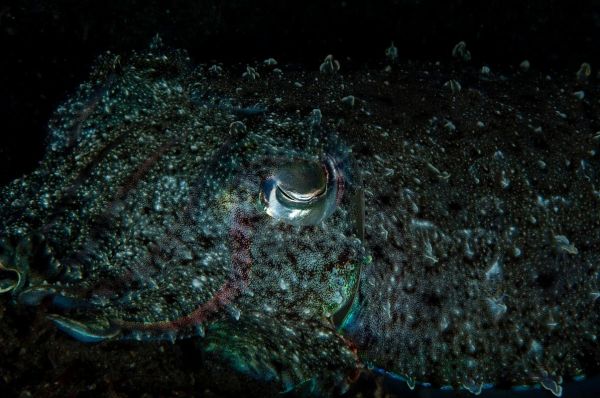 乌贼喷墨汁的机理_乌贼墨汁成分有哪些-第2张图片-山城妙识