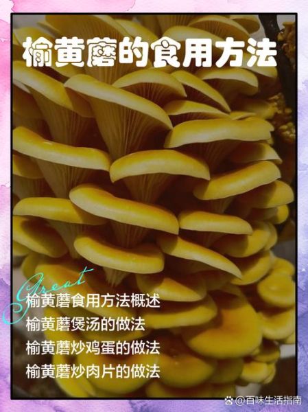 榆黄蘑的功效与作用_榆黄蘑怎么吃最好-第1张图片-山城妙识 榆黄蘑的功效与作用_榆黄蘑怎么吃最好-第1张图片-山城妙识