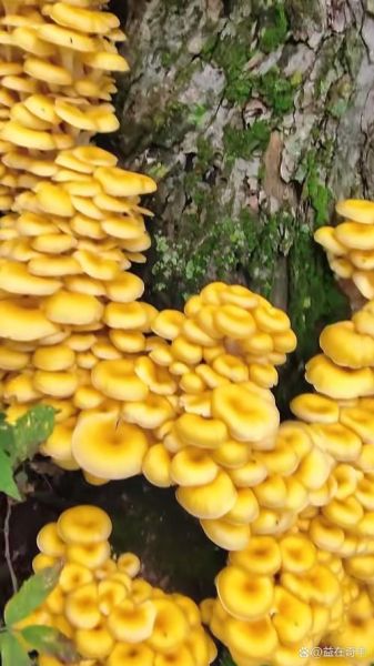 榆黄蘑的功效与作用_榆黄蘑怎么吃最好-第2张图片-山城妙识 榆黄蘑的功效与作用_榆黄蘑怎么吃最好-第2张图片-山城妙识