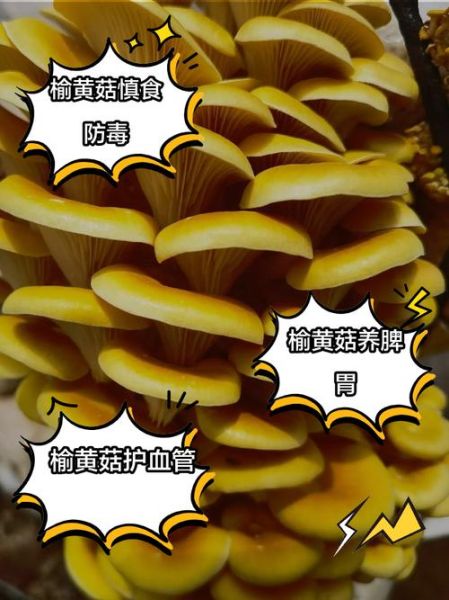 榆黄蘑的功效与作用_榆黄蘑怎么吃最好-第3张图片-山城妙识 榆黄蘑的功效与作用_榆黄蘑怎么吃最好-第3张图片-山城妙识