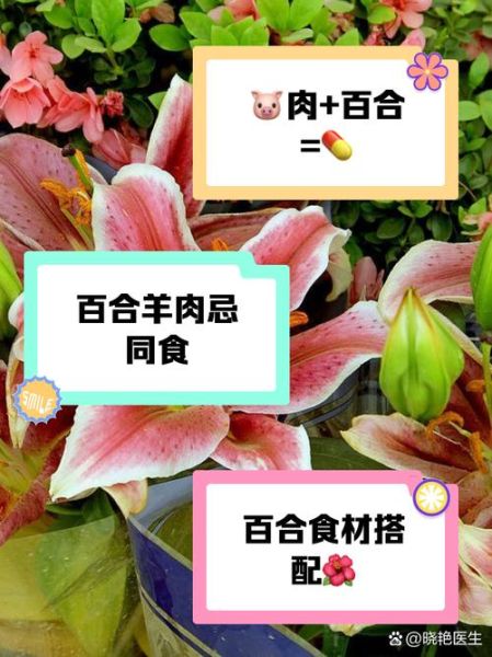 百合不能和什么一起吃_百合相克食物有哪些-第1张图片-山城妙识