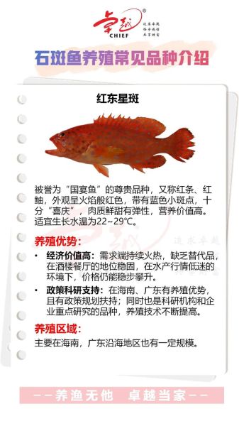 50斤石斑鱼多少钱_50斤石斑鱼价格-第2张图片-山城妙识