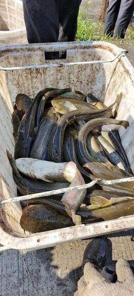 鲶鱼图片大全大图_鲶鱼高清图鉴-第2张图片-山城妙识 鲶鱼图片大全大图_鲶鱼高清图鉴-第2张图片-山城妙识