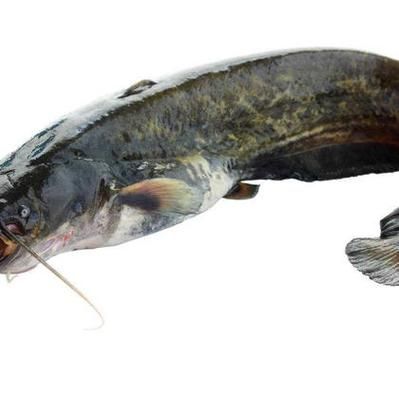 鲶鱼图片大全大图_鲶鱼高清图鉴-第3张图片-山城妙识 鲶鱼图片大全大图_鲶鱼高清图鉴-第3张图片-山城妙识