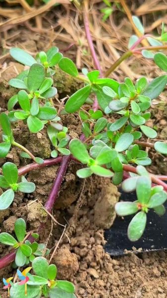 马齿苋长什么样_马齿苋图片大全怎么找-第1张图片-山城妙识