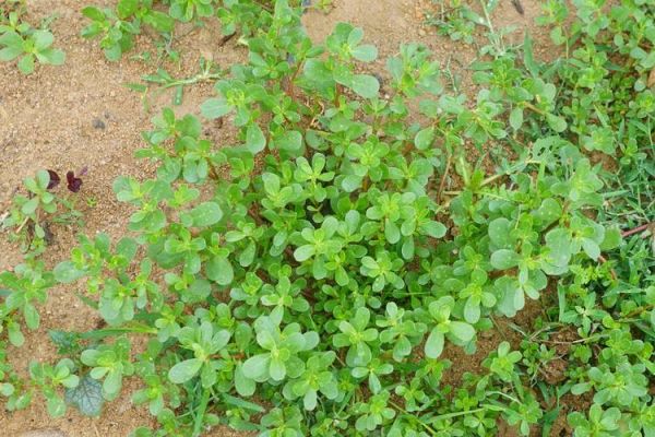 马齿苋长什么样_马齿苋图片大全怎么找-第3张图片-山城妙识