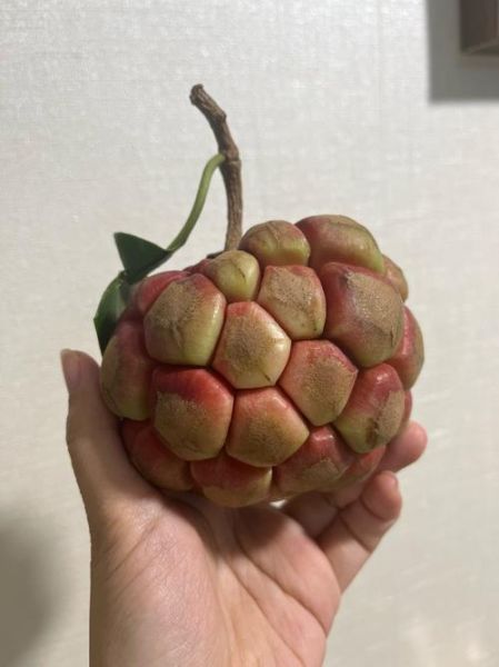 番荔枝和释迦的区别_番荔枝是释迦吗-第1张图片-山城妙识