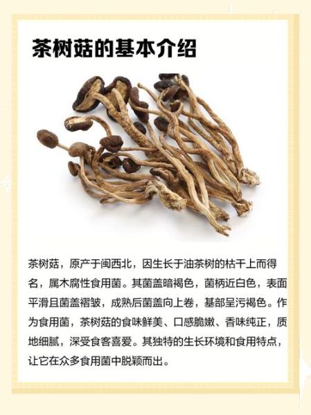 茶树菇有什么副作用_茶树菇吃多了会怎样-第3张图片-山城妙识