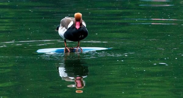 红嘴鸭图片大全_红嘴鸭长什么样-第1张图片-山城妙识