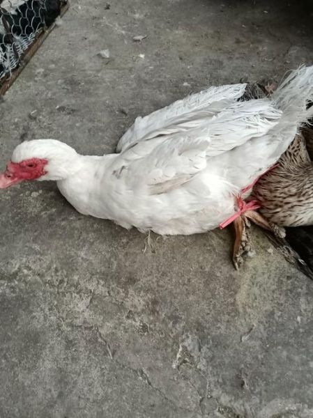 红嘴鸭图片大全_红嘴鸭长什么样-第2张图片-山城妙识