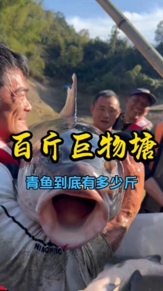 青鱼10斤以上多少钱_青鱼10斤以上价格行情-第3张图片-山城妙识