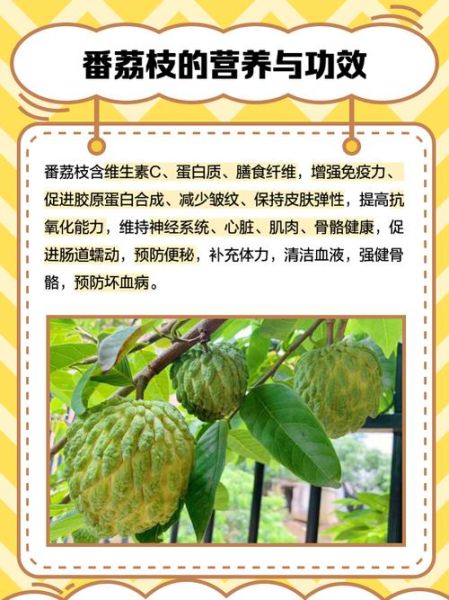 番荔枝的功效与作用_番荔枝怎么吃最好-第1张图片-山城妙识