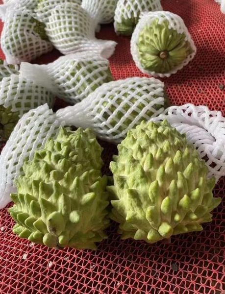 番荔枝的功效与作用_番荔枝怎么吃最好-第2张图片-山城妙识