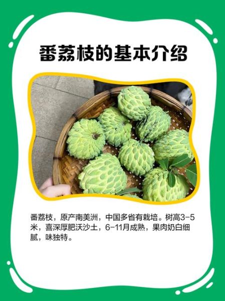 番荔枝的功效与作用_番荔枝怎么吃最好-第3张图片-山城妙识