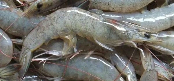 南美对虾养殖技术_南美对虾养殖常见问题-第1张图片-山城妙识