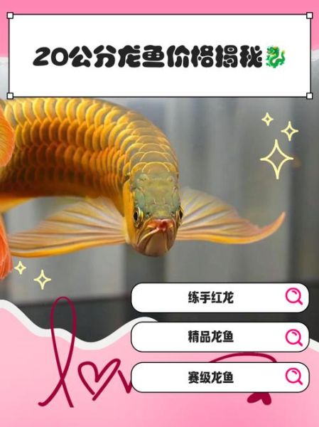 龙鱼价格多少钱一只_龙鱼价格受哪些因素影响-第2张图片-山城妙识