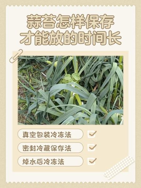 蒜苔怎么处理_蒜苔怎么保存时间长-第3张图片-山城妙识 蒜苔怎么处理_蒜苔怎么保存时间长-第3张图片-山城妙识