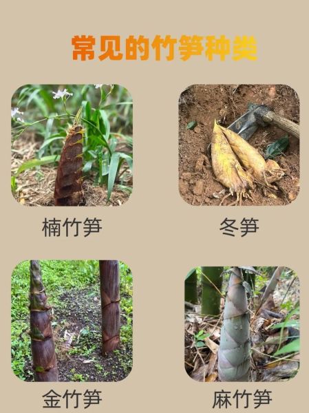 竹笋的种类有哪些_竹笋图片大全怎么区分-第2张图片-山城妙识