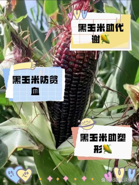 黑玉米的功效与禁忌_哪些人不能吃黑玉米-第1张图片-山城妙识 黑玉米的功效与禁忌_哪些人不能吃黑玉米-第1张图片-山城妙识