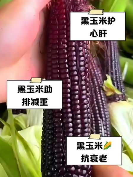 黑玉米的功效与禁忌_哪些人不能吃黑玉米-第3张图片-山城妙识 黑玉米的功效与禁忌_哪些人不能吃黑玉米-第3张图片-山城妙识