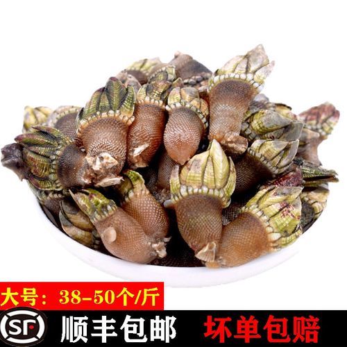 狗爪螺图片长什么样_狗爪螺和鹅颈藤壶区别-第3张图片-山城妙识