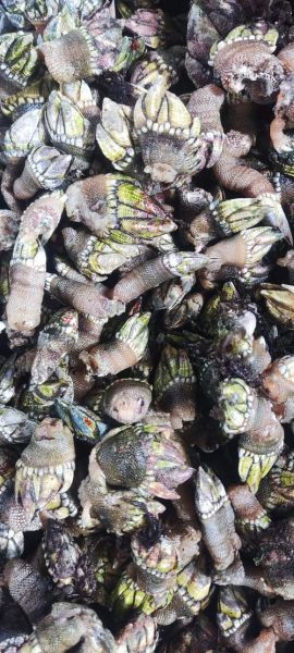 狗爪螺图片长什么样_狗爪螺和鹅颈藤壶区别-第2张图片-山城妙识